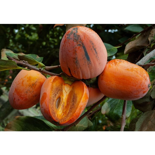 Chocolate persimmon | Trees Outlet Online