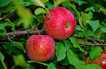 Fuji Apple | Trees Outlet Online