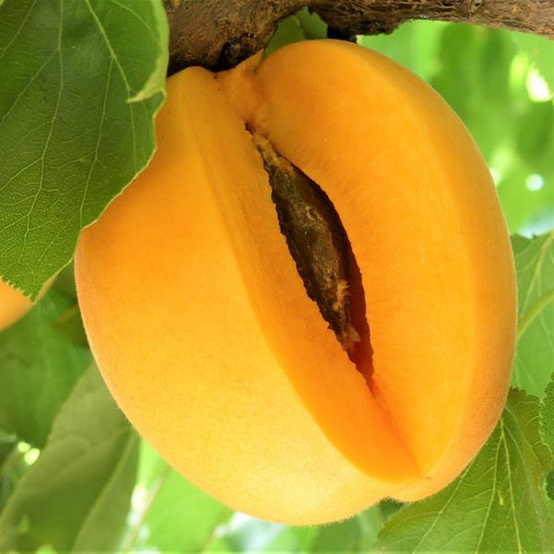 Flavor Delight Aprium | Trees Outlet Online