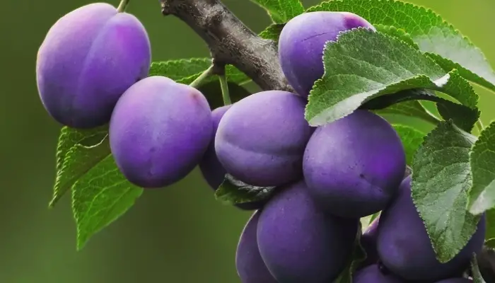 Italian prune tree | Trees Outlet Online