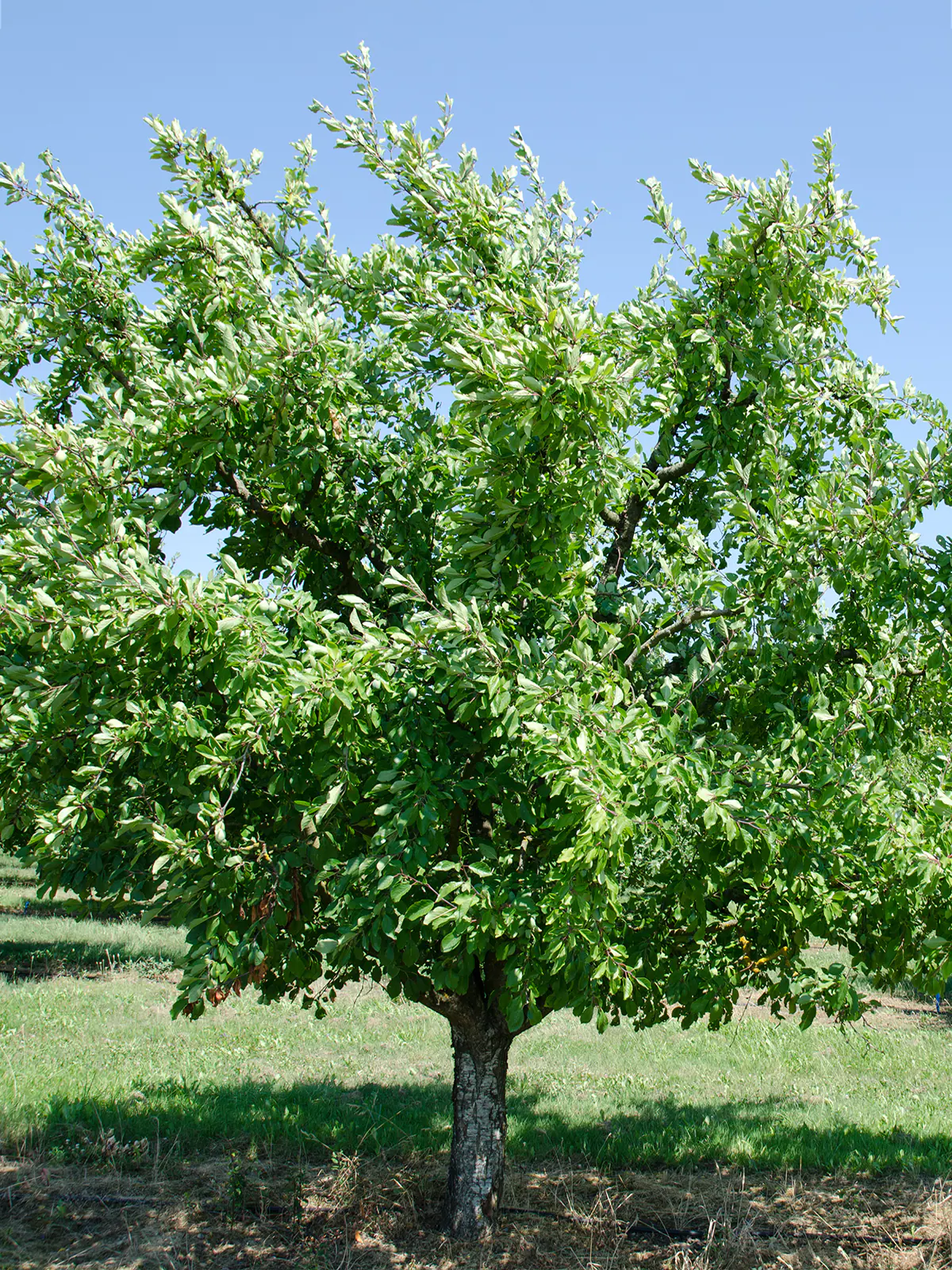 Santa rosa plum tree | Trees Outlet Online