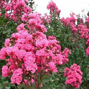 Comanche pink crape myrtle | Trees Outlet Online