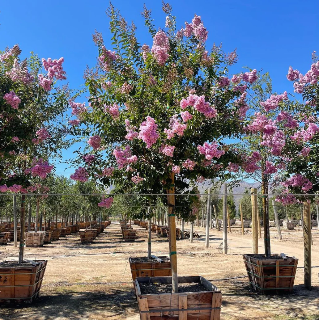 Muskogee lavender crape myrtle | Trees Outlet Online