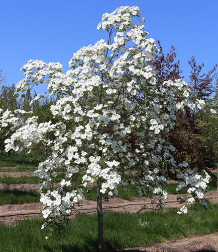 Eddie's Wonder Dogwood Tree | Trees Outlet Online