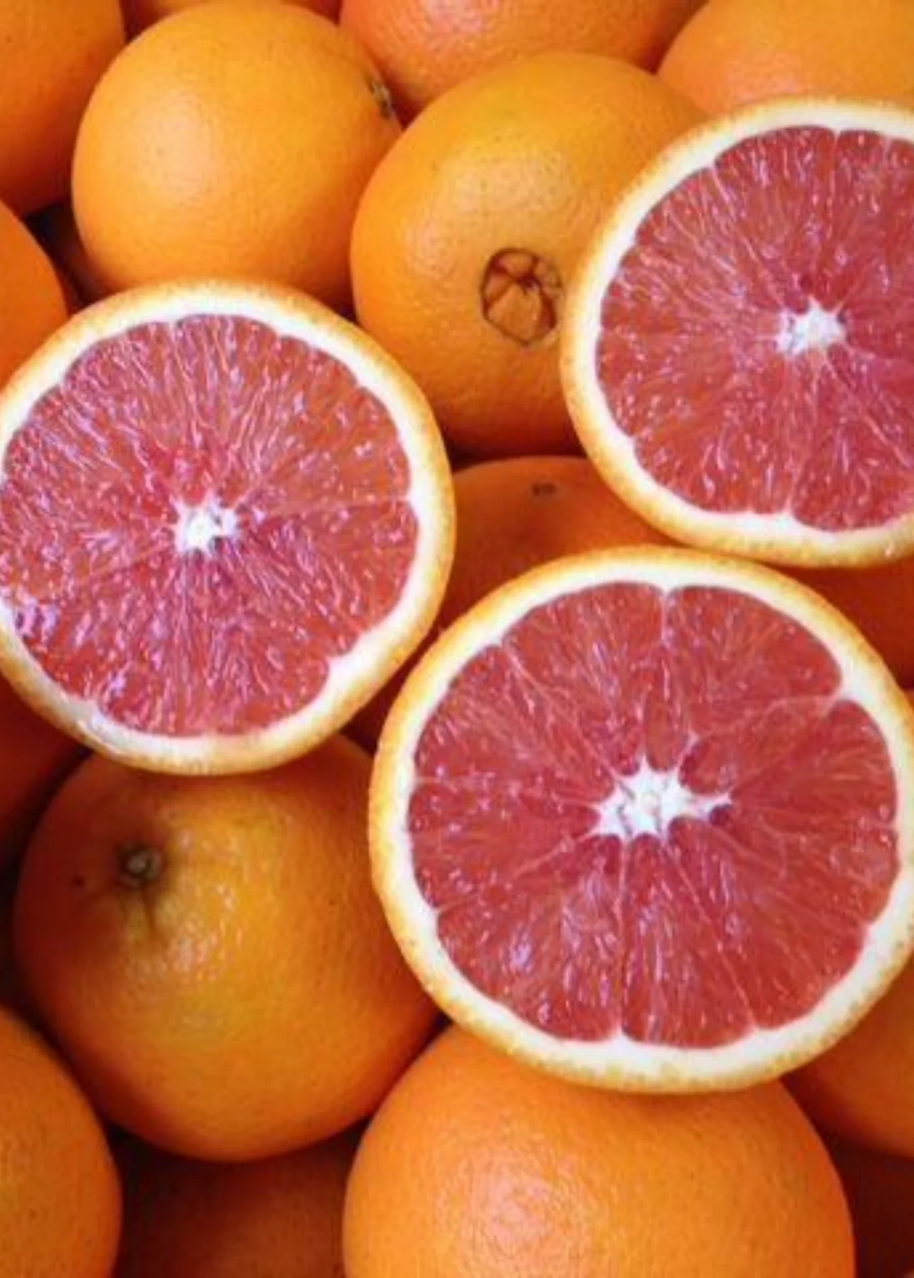 Cara cara orange tree (Cara Cara) | Trees Outlet Online