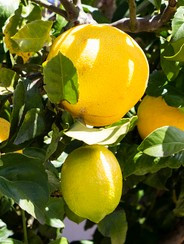 Allen Sour Lemon | Trees Outlet Online