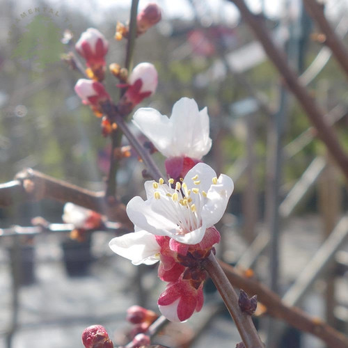 Gold Cot Apricot | Trees Outlet Online