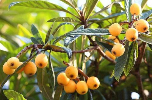 Big Jim loquat | Trees Outlet Online
