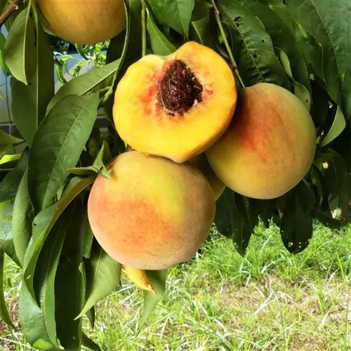 Alberta Yellow Peach Tree | Trees Outlet Online