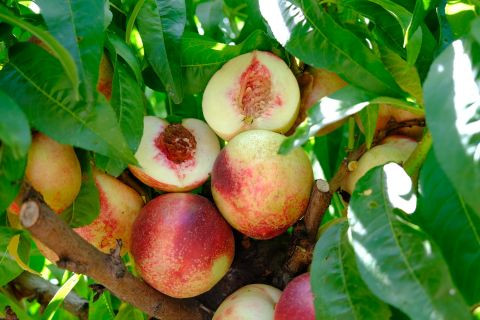 Artic Blaze White Subacid Nectarine | Trees Outlet Online