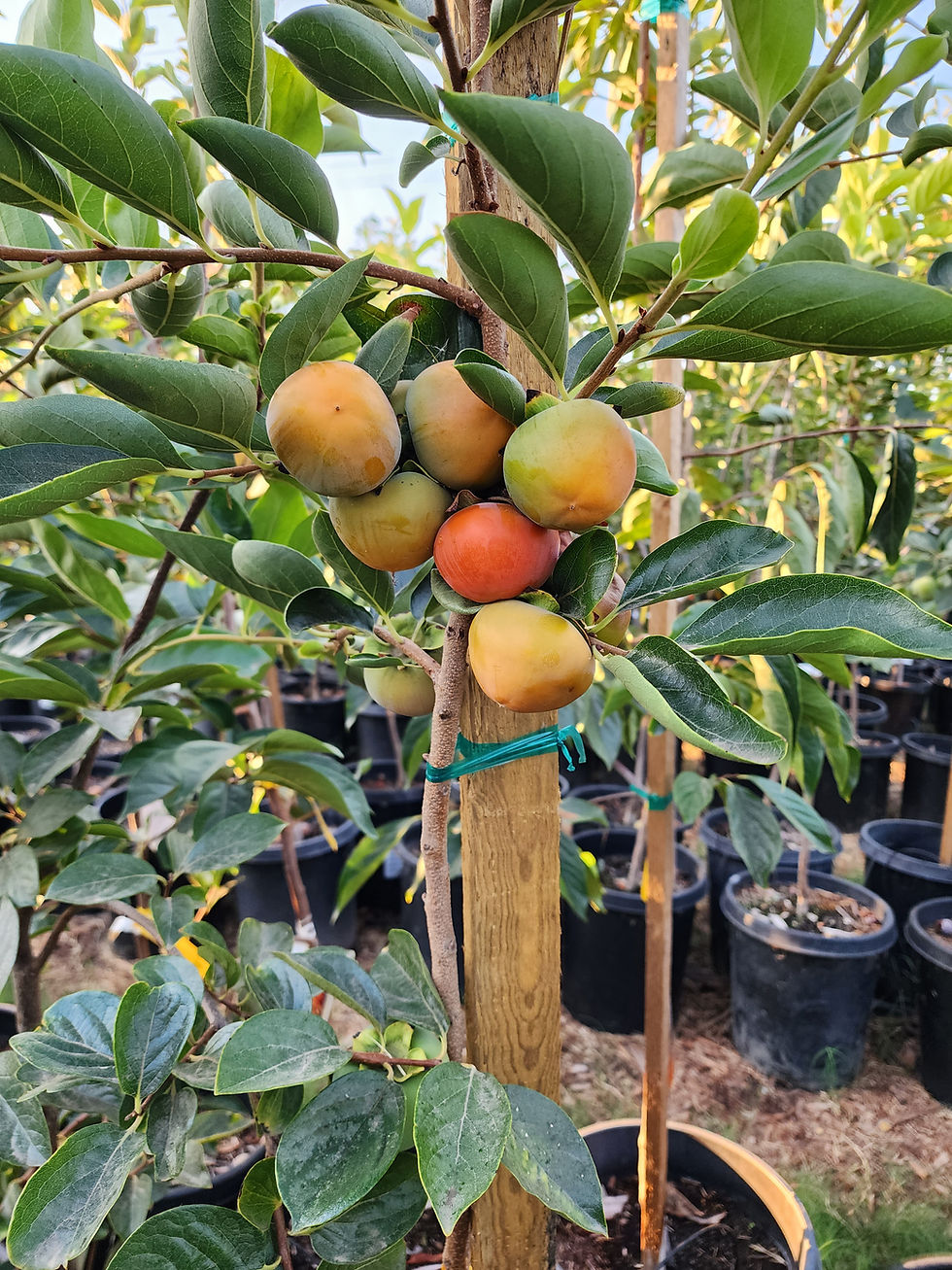 Fuyu Persimmon Trees Outlet Online