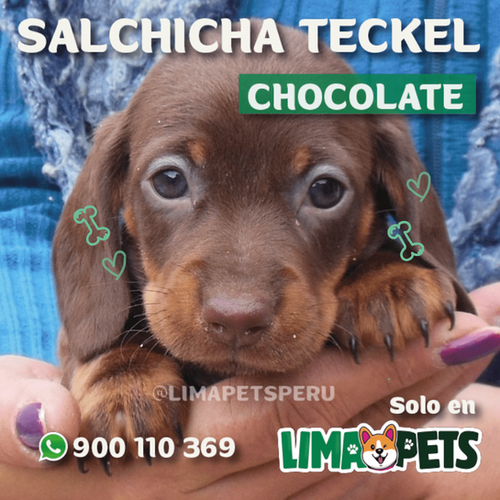 Salchicha Teckel Chocolate en Venta | Lima Pets Perú