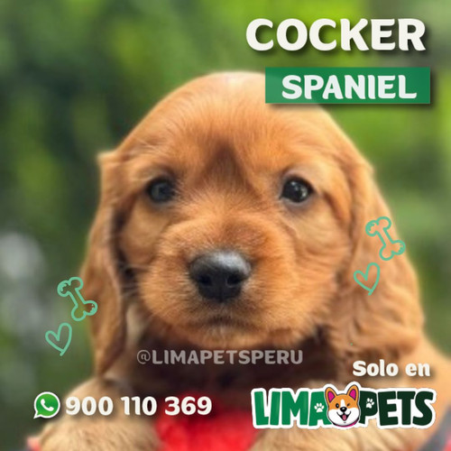 Cocker Spaniel en Venta | Lima Pets Perú