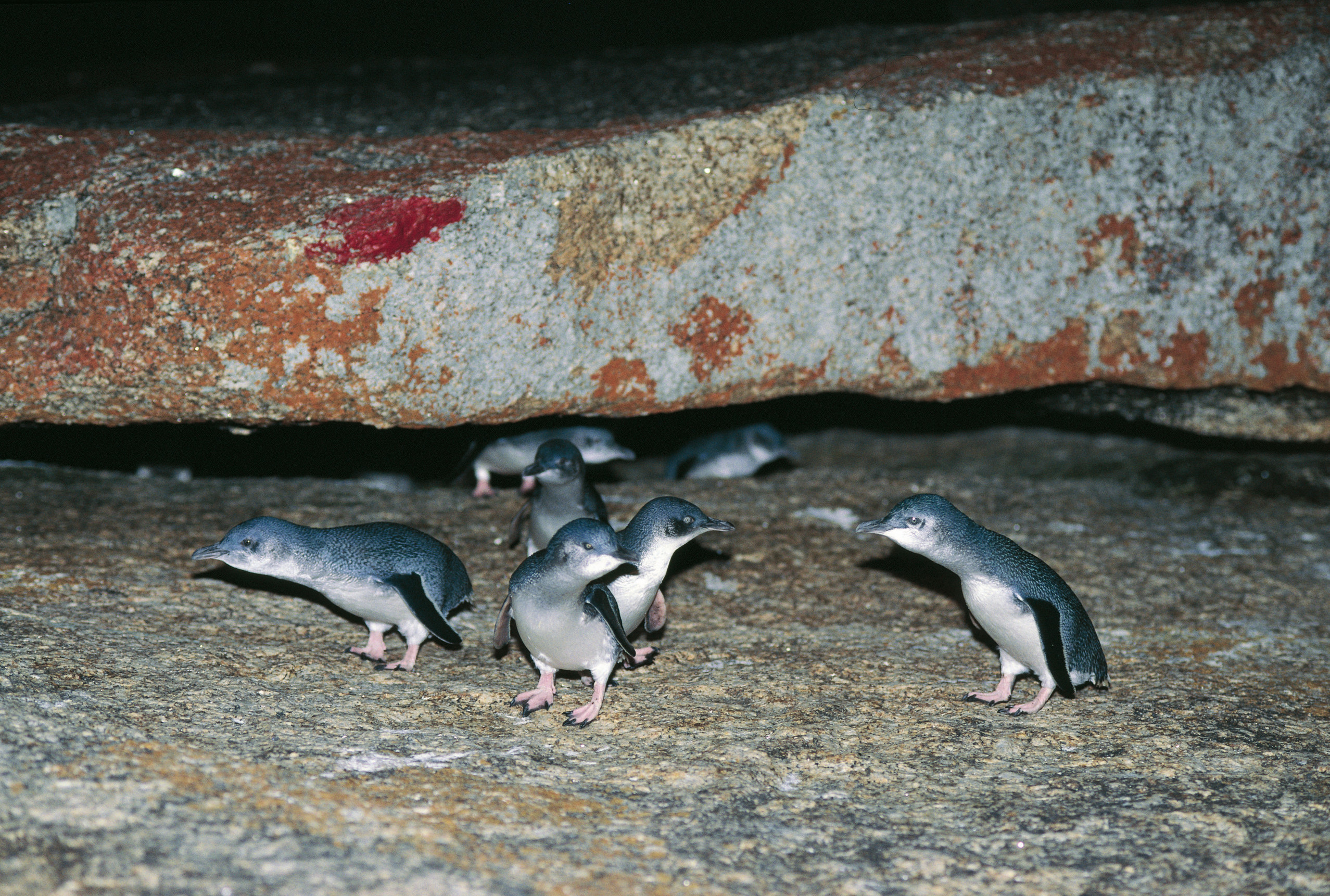 Winging It in Tassie: A Camping Roadtrip with Tasmania's Little Penguins