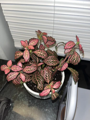 Fittonia "Pink" | Node