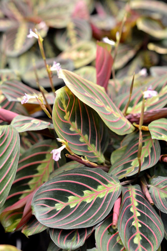 Maranta Erythroneura Red Stripe | Node