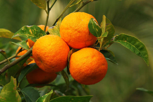Seville Orange | St Clements Citrus