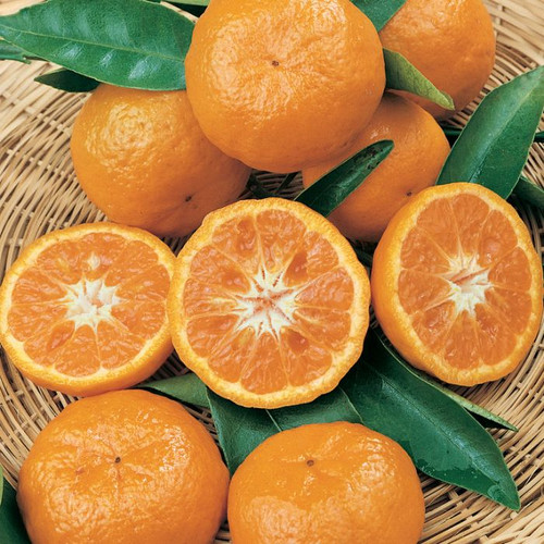 Mandarin Emperor | Stclements | Perth