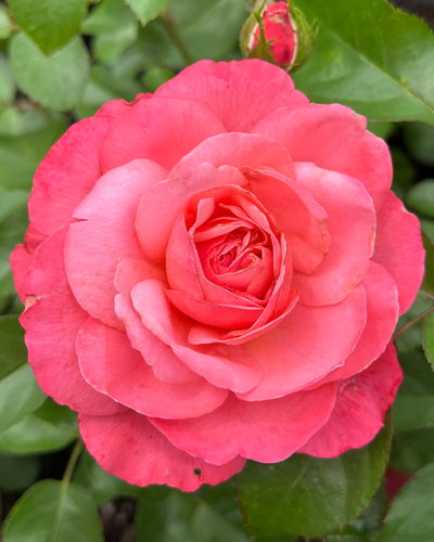 KORhokhel | One Love Rose and Gardens