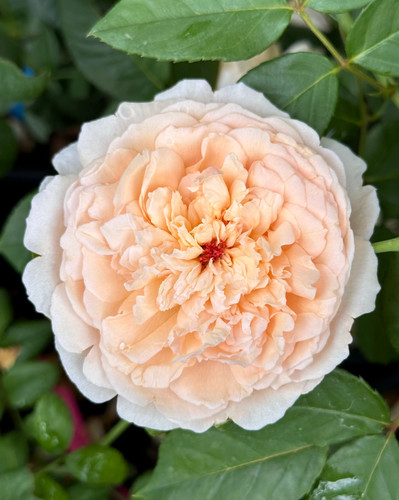 TAN12690 | One Love Rose and Gardens