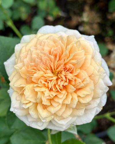 AUSbuff | One Love Rose and Gardens