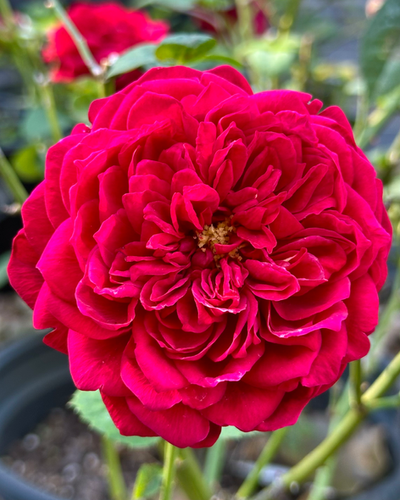 Peony Red | One Love Rose and Gardens