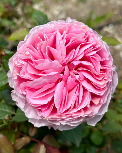 Scentuous | One Love Rose and Gardens