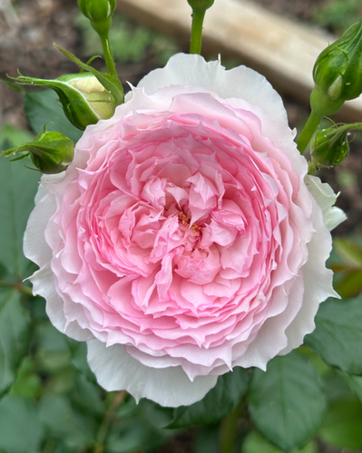 Misty Moon (RongRong Yue) | One Love Rose and Gardens