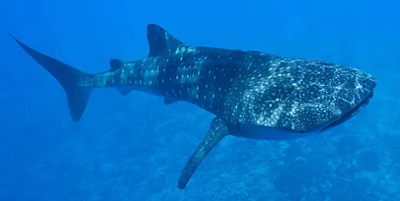 basking shark bitesize