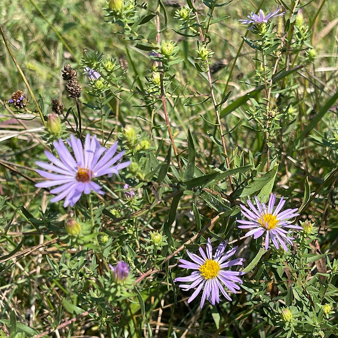 Smooth Blue Aster