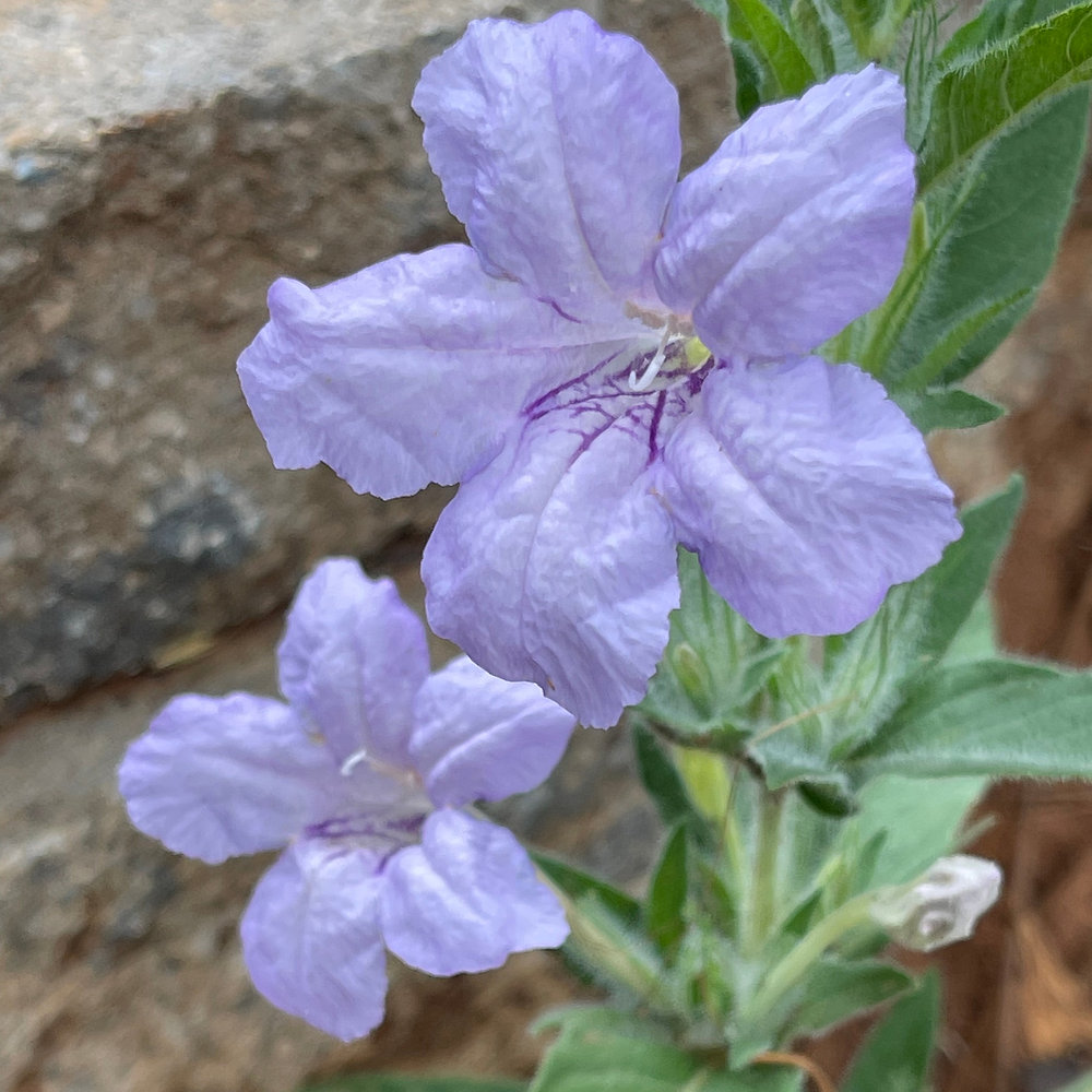 Species Spotlight: Wild Petunia (Ruellia humilis)
