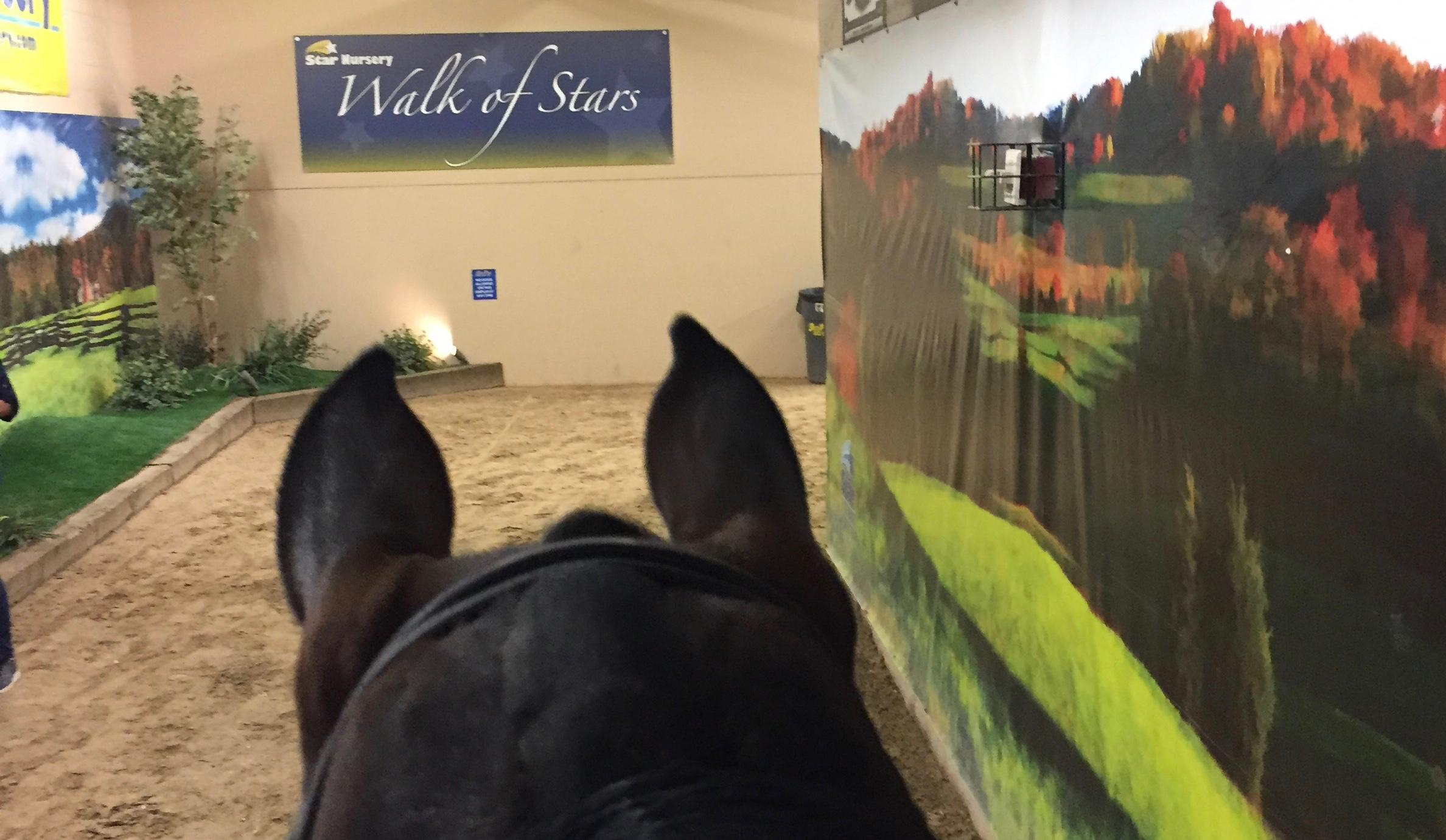 Horse riding lessons | Monarch Stables | Santa Rosa