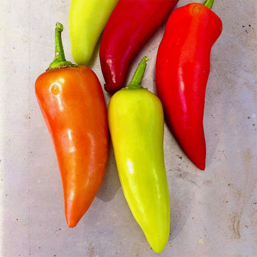 Chilli Pepper Hot Lolly Seeds | www.seedleaves.com