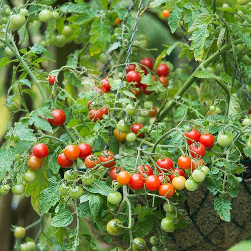 Tomato Lizzano | www.seedleaves.com