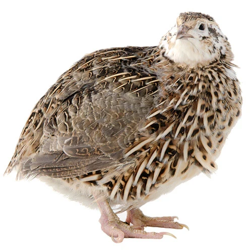 Whole Prey Raw Quail | Fido & Felix Foods
