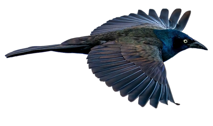 Common Grackles | AviAway Bird Control Services