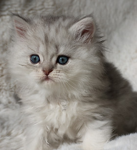 AVAILABLE KITTENS | Snowheart Persians
