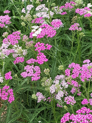 Organic Dried Yarrow Flowers | Cloverfield Organic