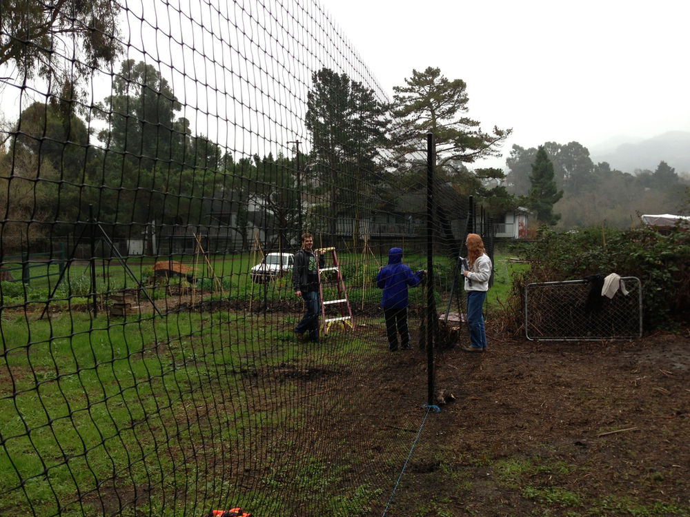 Deer Protection for Precious Crops & Trees