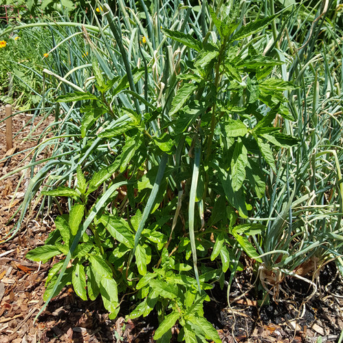 Dried Organic Epazote | Cloverfield Organic