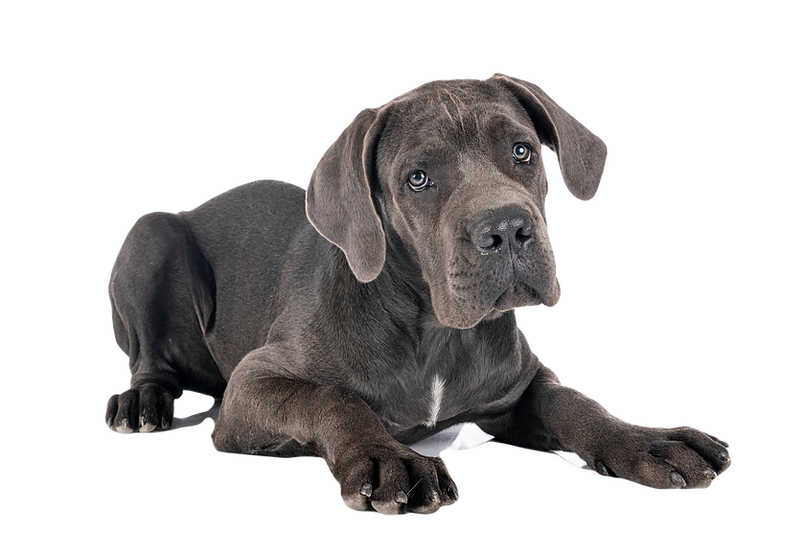 Available Puppies THE PUPPY PLACE available-puppies-the-puppy-place