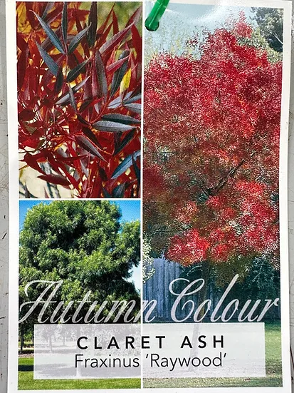 Ash - Claret Ash 300mm pot | Ballarat Nursery