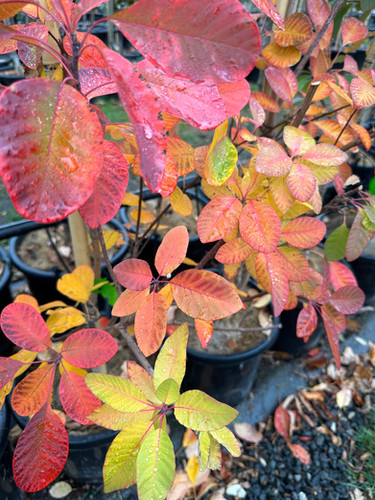 Smoke Bush - Flame - 300mm pot | Ballarat Advanced Tree Nursery