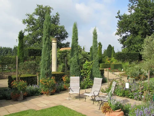 Juniperus Skyrocket Conifer 300mm pot | Ballarat Advanced Tree Nursery