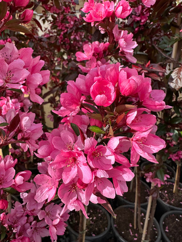 Crab Apple Showtime 330mm pot | Ballarat Nursery