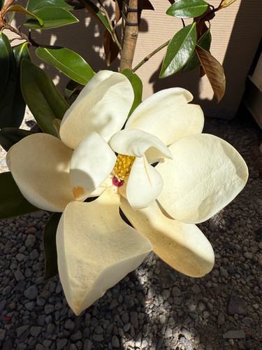 Magnolia - Sweet n Neat Dwarf - 300mm pot | Ballarat Advanced Tree Nursery