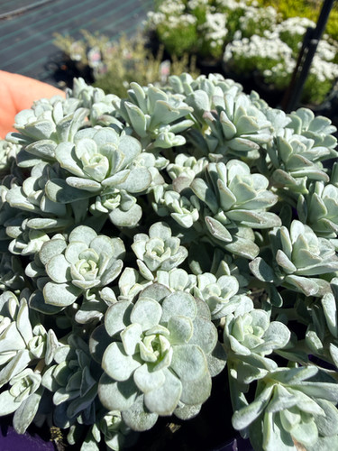 Sedum Blob Silver 140mm pot | Ballarat Advanced Tree Nursery