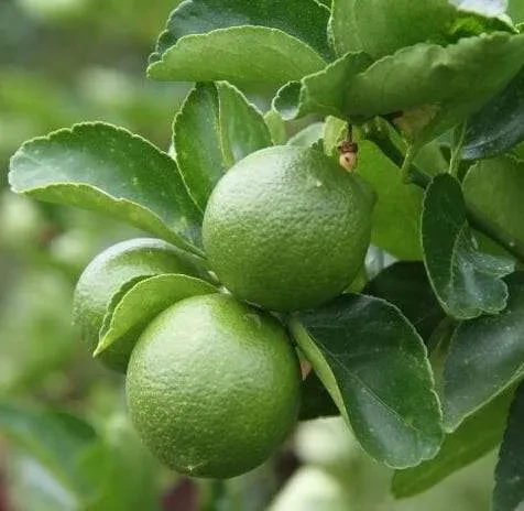 Citrus Sublime – Dwarf Lime 200mm pot | Ballarat Advanced Tree Nursery