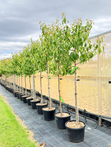 Pear Ornamental - Winter Glow STANDARD SHAPE - 400mm pot | Ballarat ...