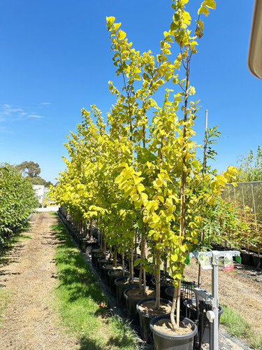 Elm - Ulmus - Golden Elm 400mm pot | Ballarat Nursery